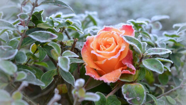 Preparing Roses for Winter: What, When and How? - Rosluxnyblog