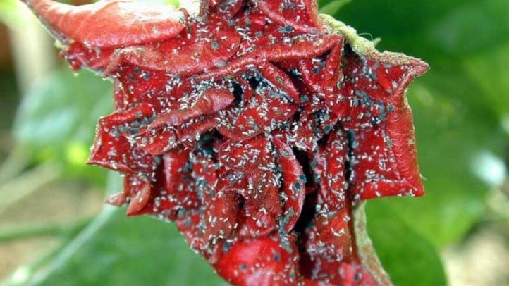 Personal Experience of Dealing with Aphids on Roses - Rosluxnyblog